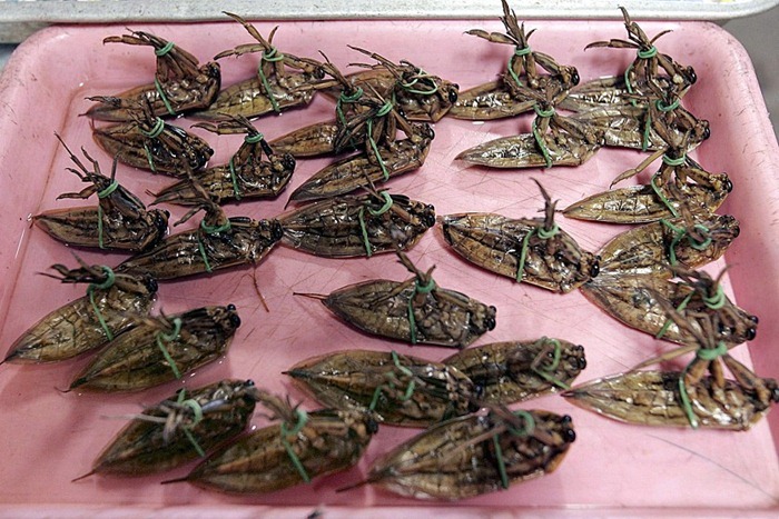 Insects as Food | Amusing Planet